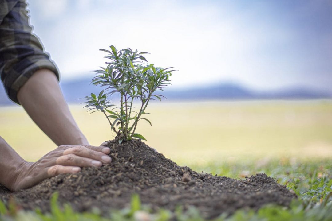 Planting Trees and New Beginnings: 47 Quotes to Inspire You - Plantisima