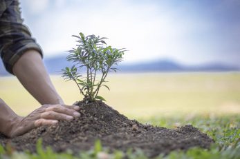 Planting Trees and New Beginnings: 47 Quotes to Inspire You - Plantisima