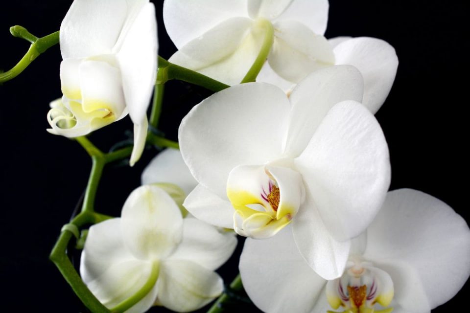National Flower Of Guatemala: White Nun Orchid - Plantisima
