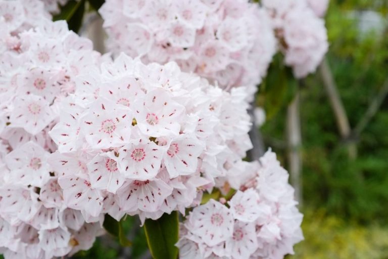 National Flower Of Greece: Wild Lands Of Laurel Flowers - Plantisima