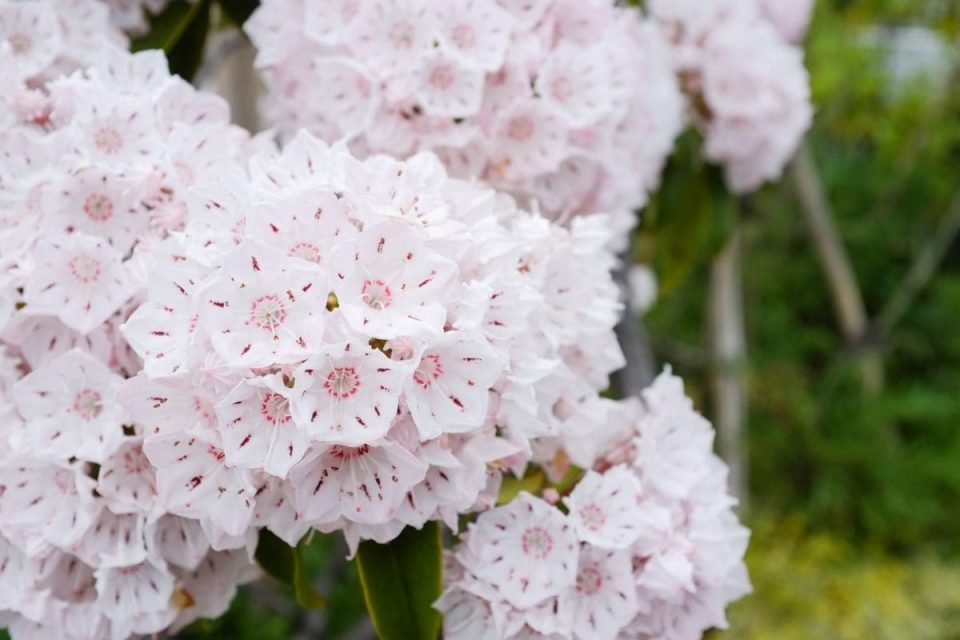 National Flower Of Greece: Wild Lands Of Laurel Flowers - Plantisima