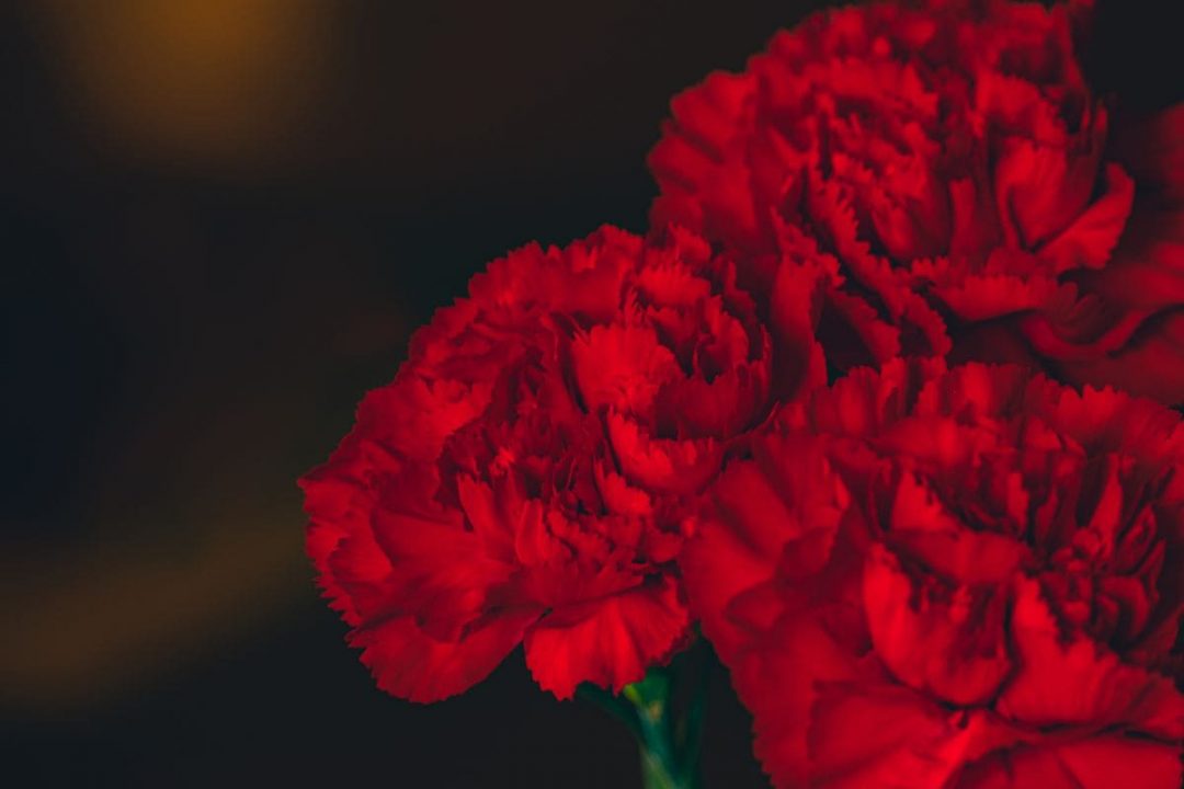 National Flower Of Spain: Hardy Red Carnation - Plantisima