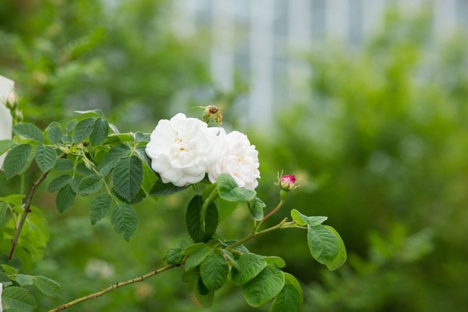 White Rose Meaning In Relationship: Pure Rosa Alba - Plantisima