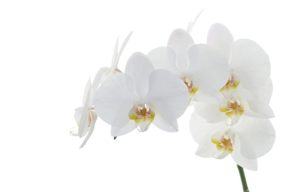 National Flower Of Guatemala: White Nun Orchid - Plantisima