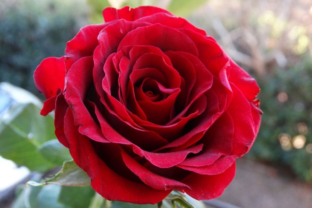 Red Roses and Their Deep Meaning in Love and Relationships - Plantisima