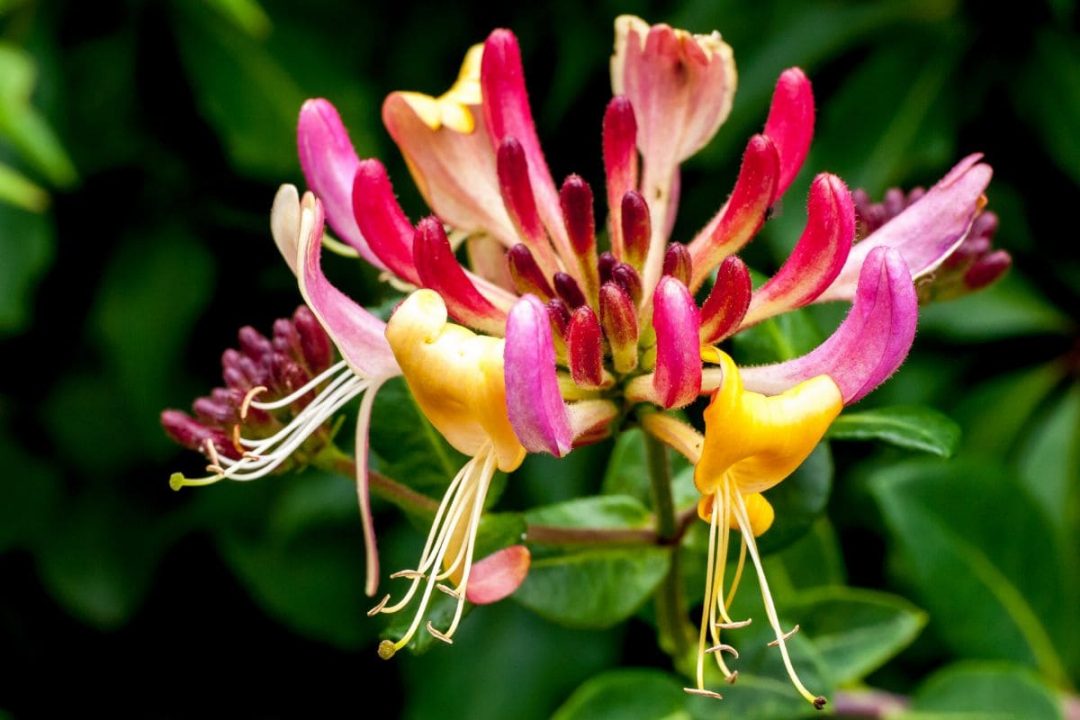 Top 5 Flowers That Capture the Essence of Aries Personality - Plantisima