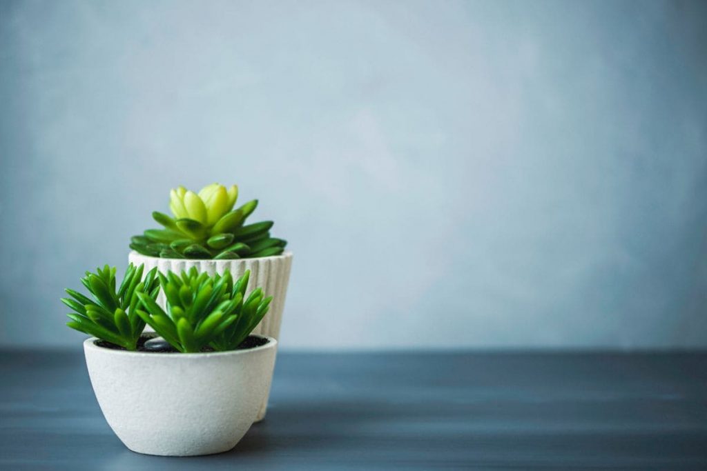 Care Tips - Plantisima