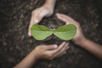 Planting Trees and New Beginnings: 47 Quotes to Inspire You - Plantisima