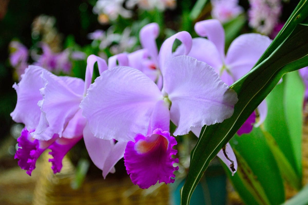 Why the Trumpet Cattleya Orchid Was Chosen as Brazil’s National Flower ...