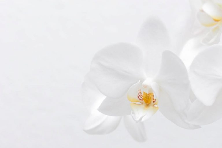 National Flower Of Guatemala: White Nun Orchid - Plantisima