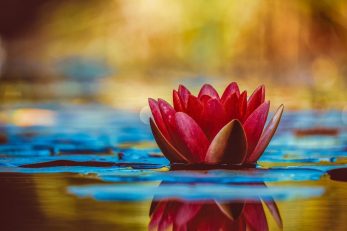 15 Flowers From Greek Mythology and Their Ancient Stories