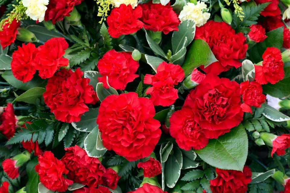 National Flower Of Spain: Hardy Red Carnation - Plantisima