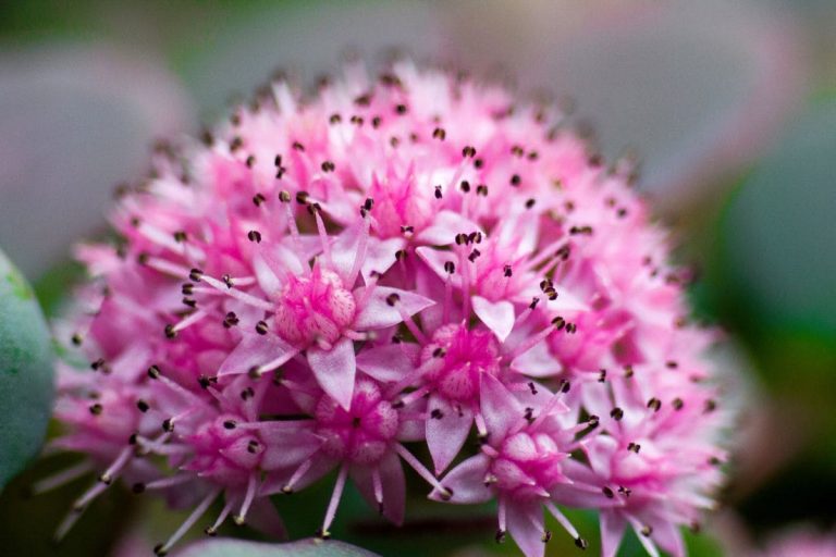 Specialty Behind The National Flower of Norway