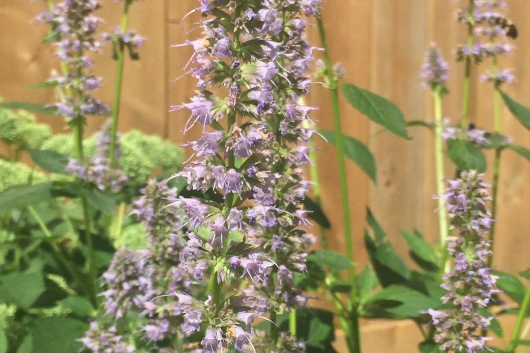 Fuzzy Flowers: 7 Incredible Fuzzy Blooms You'll Love - Plantisima