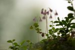 National Flower Of Sweden: Pink Twinflower Linnea