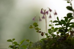 National Flower Of Sweden: Pink Twinflower Linnea