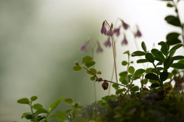 National Flower Of Sweden: Pink Twinflower Linnea