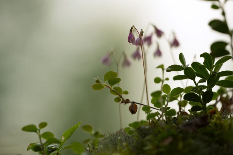 National Flower Of Sweden: Pink Twinflower Linnea