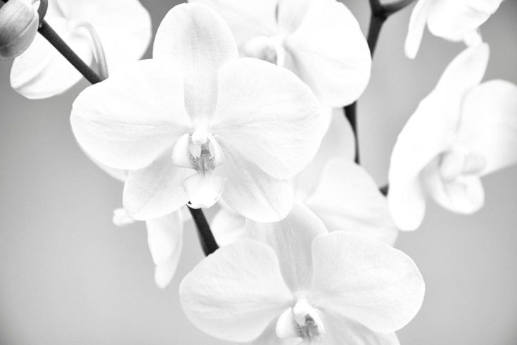National Flower Of Guatemala: White Nun Orchid - Plantisima