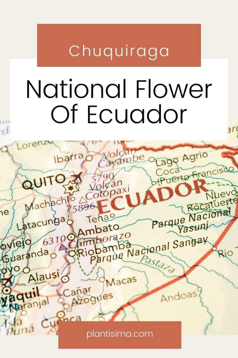 National Flower Of Ecuador: Native Ecuadorian Chuquiraga