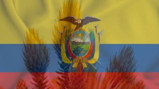National Flower Of Ecuador: Native Ecuadorian Chuquiraga