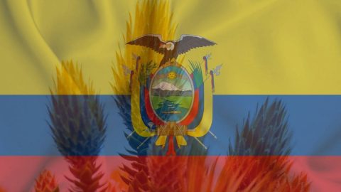National Flower Of Ecuador: Native Ecuadorian Chuquiraga