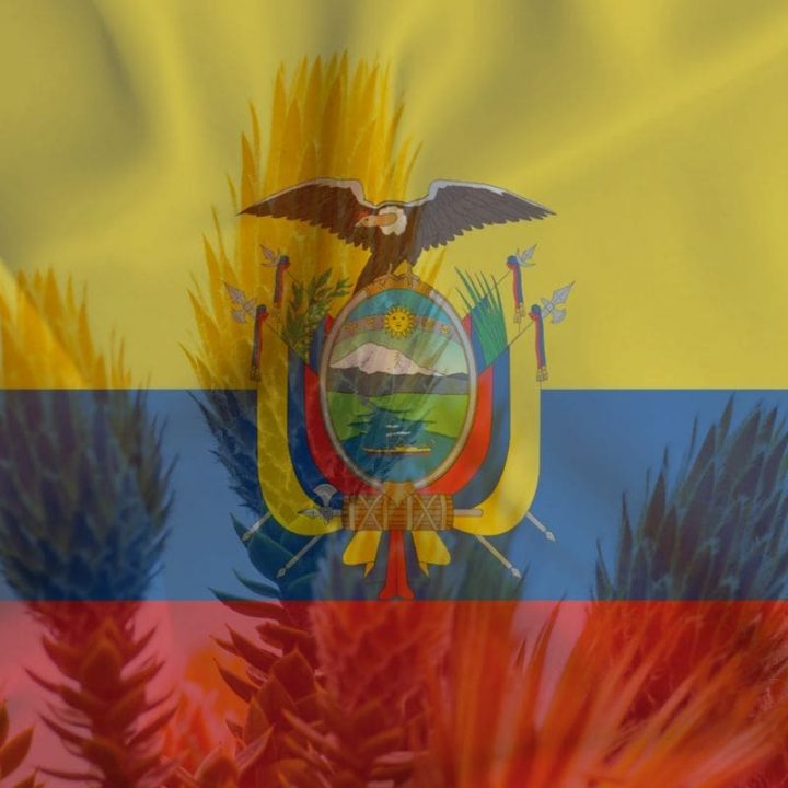 national flower of ecuador Archives - Plantisima