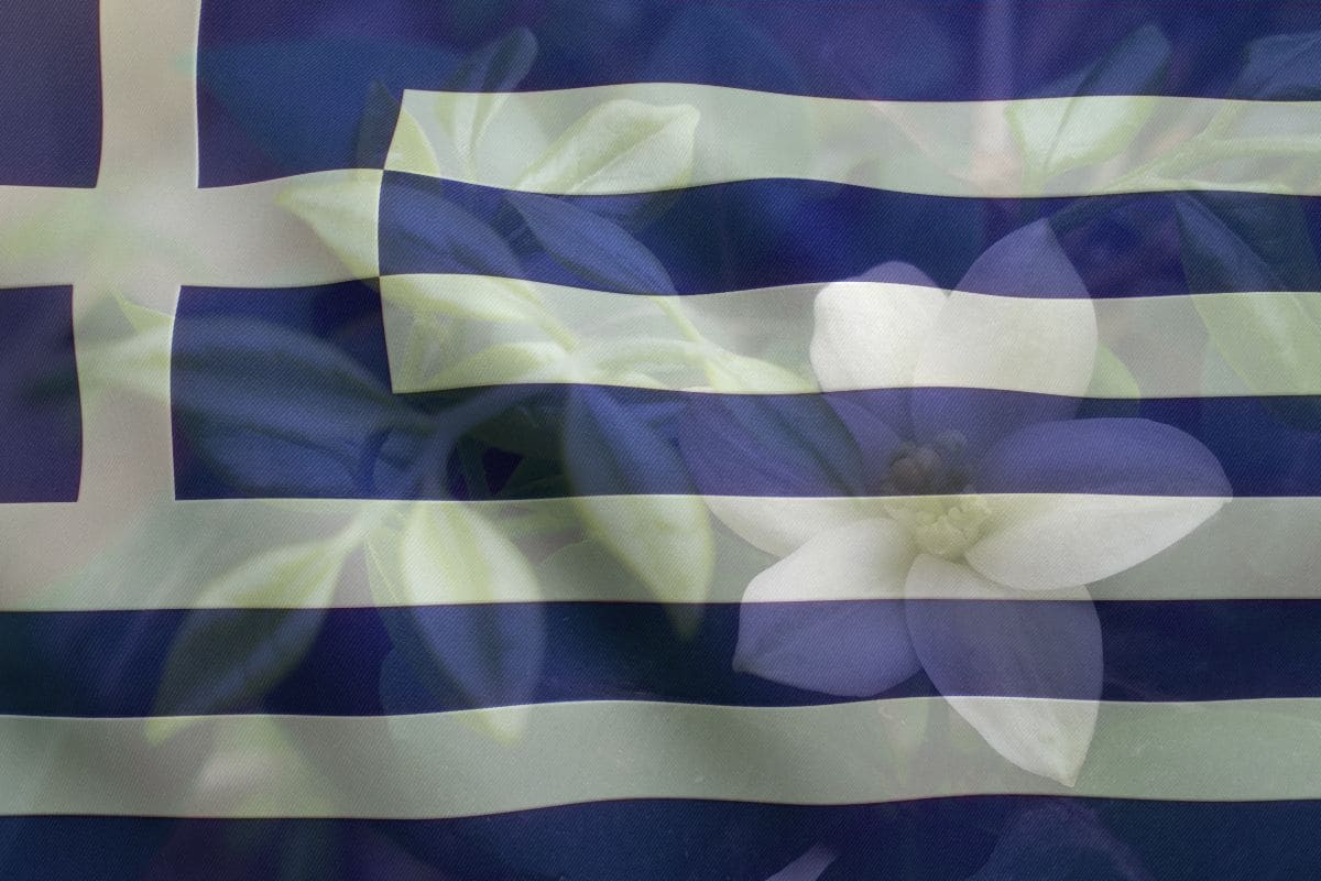 National Flower Of Greece: Wild Lands Of Laurel Flowers - Plantisima