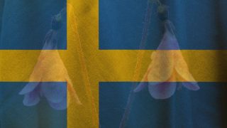 National Flower Of Sweden: Pink Twinflower Linnea