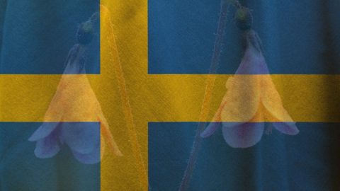 National Flower Of Sweden: Pink Twinflower Linnea