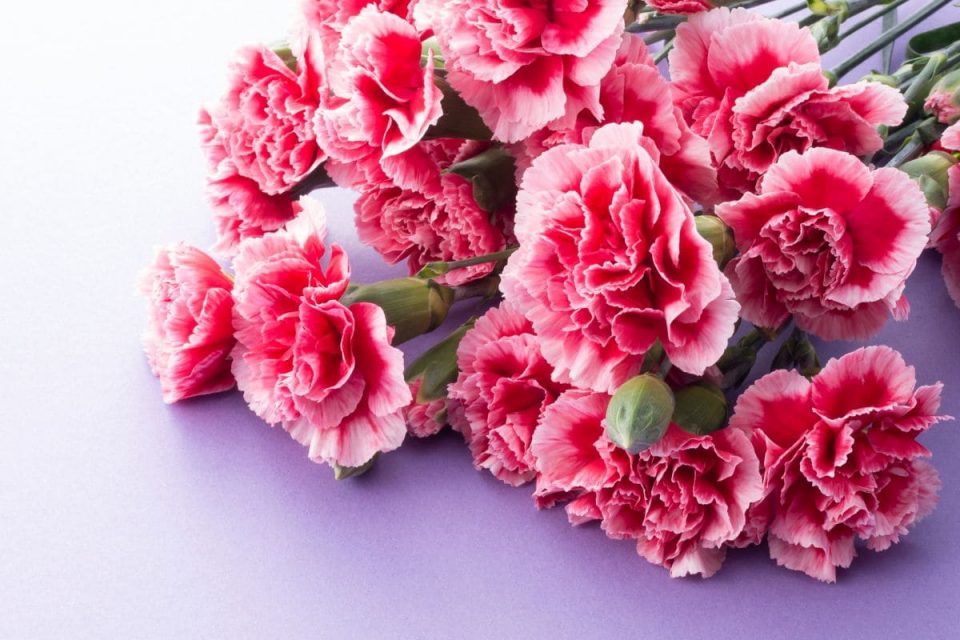National Flower Of Spain: Hardy Red Carnation - Plantisima