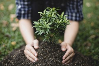 Planting Trees and New Beginnings: 47 Quotes to Inspire You - Plantisima