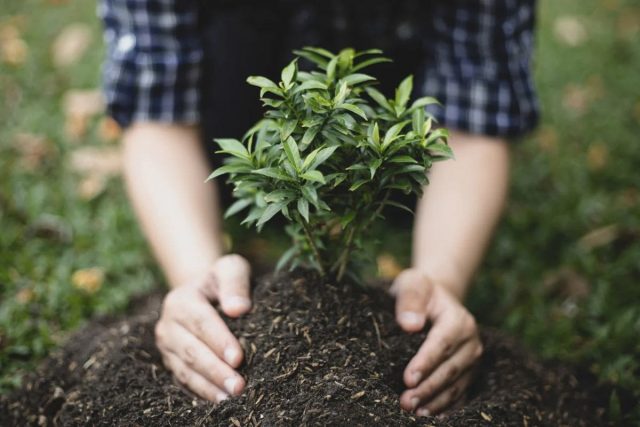 Planting Trees and New Beginnings: 47 Quotes to Inspire You - Plantisima