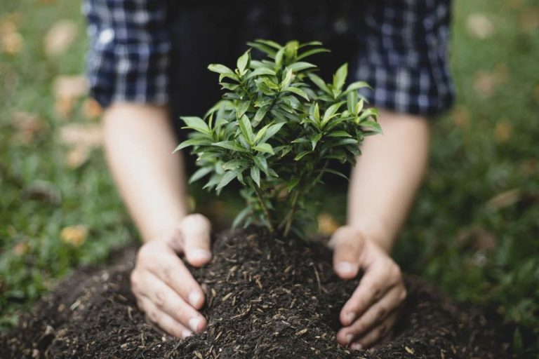 Planting Trees and New Beginnings: 47 Quotes to Inspire You - Plantisima