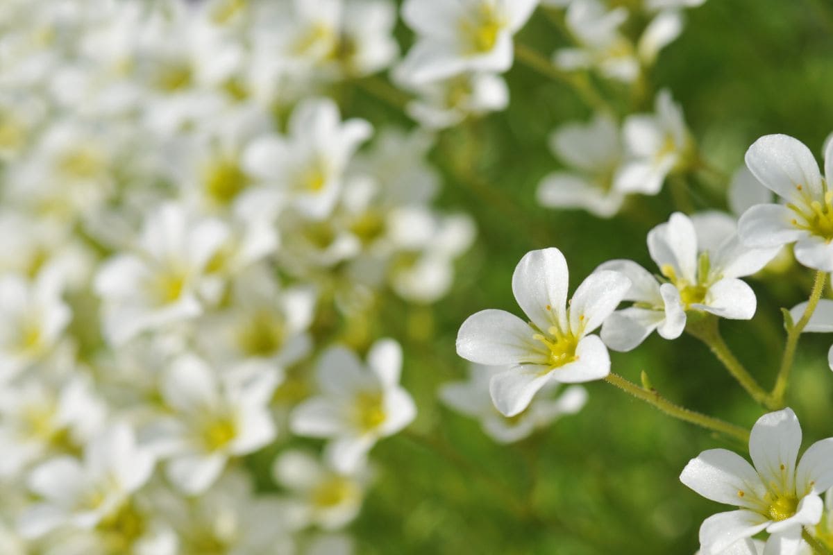Specialty Behind The National Flower of Norway - Plantisima