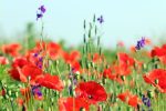 National Flower Of Poland: Red Poppies Petals