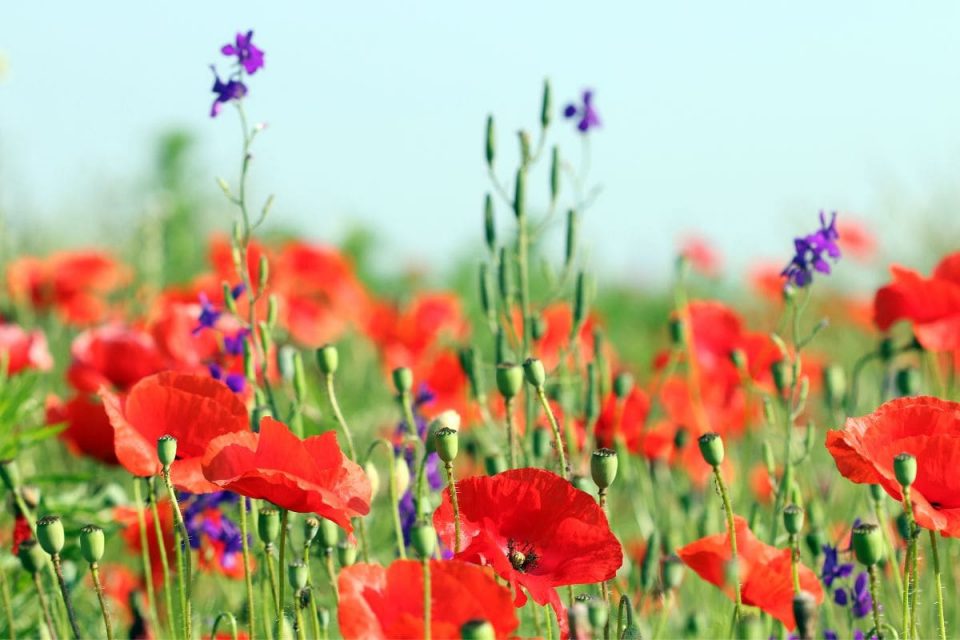 National Flower Of Poland: Red Poppies Petals