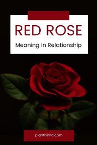 Red Roses and Their Deep Meaning in Love and Relationships - Plantisima