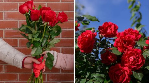 Red Roses and Their Deep Meaning in Love and Relationships - Plantisima