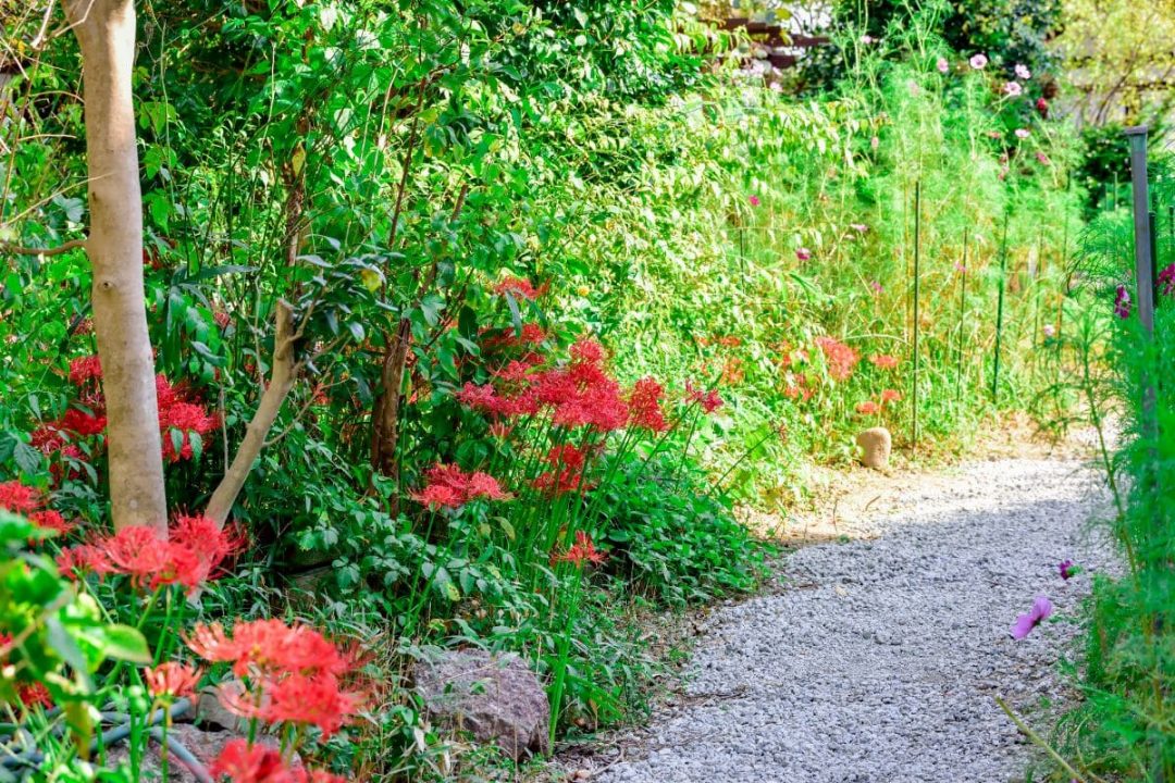 Why the Red Spider Lily is Known as Japan’s Haunting Death Flower