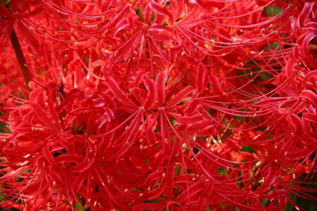 Why the Red Spider Lily is Known as Japan’s Haunting Death Flower