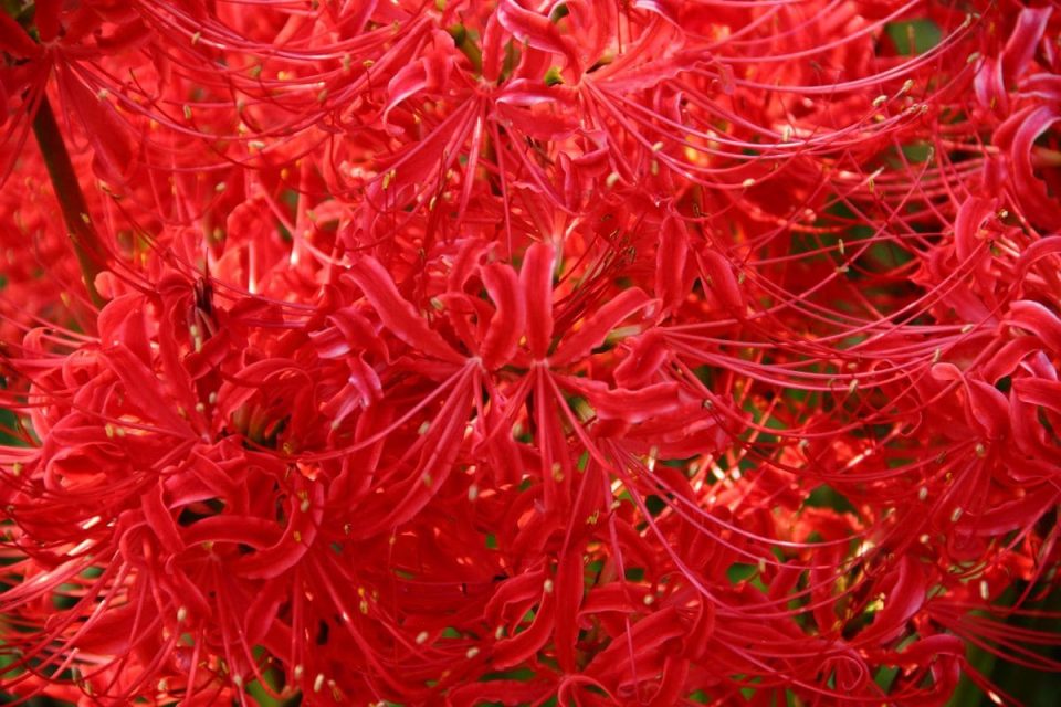 Why the Red Spider Lily is Known as Japan’s Haunting Death Flower