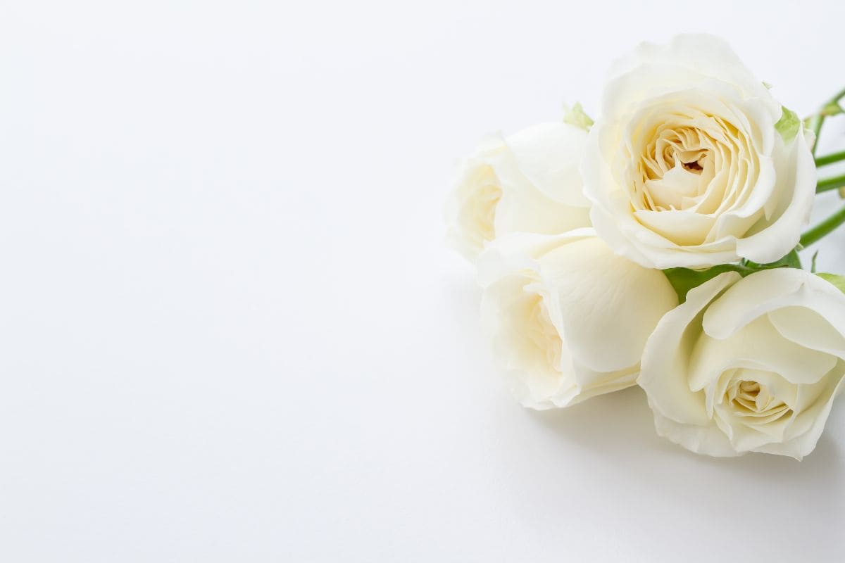 White Rose Meaning In Relationship Pure Rosa Alba Plantisima White Rose Meaning In Relationship Pure Rosa Alba Plantisima