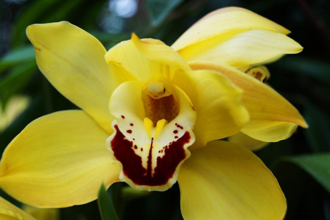 Unveiling the Mystery Behind France’s National Flower, the Fleur De Lis