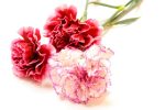 National Flower Of Spain: Hardy Red Carnation - Plantisima
