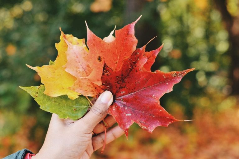 National Flower Of Canada: Provincial Flower Maple Leaf - Plantisima