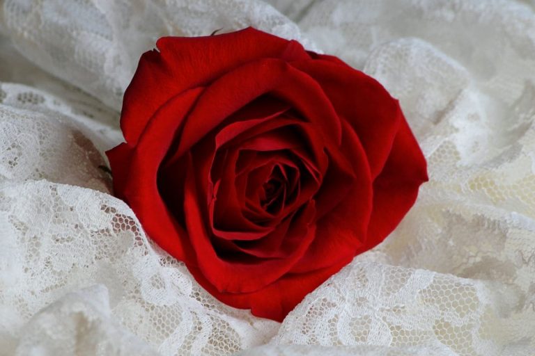 Red Roses and Their Deep Meaning in Love and Relationships - Plantisima