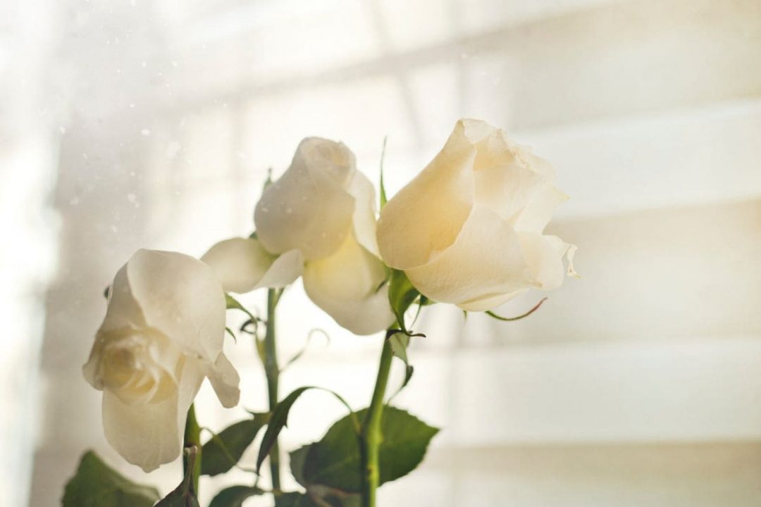 White Rose Meaning In Relationship: Pure Rosa Alba - Plantisima