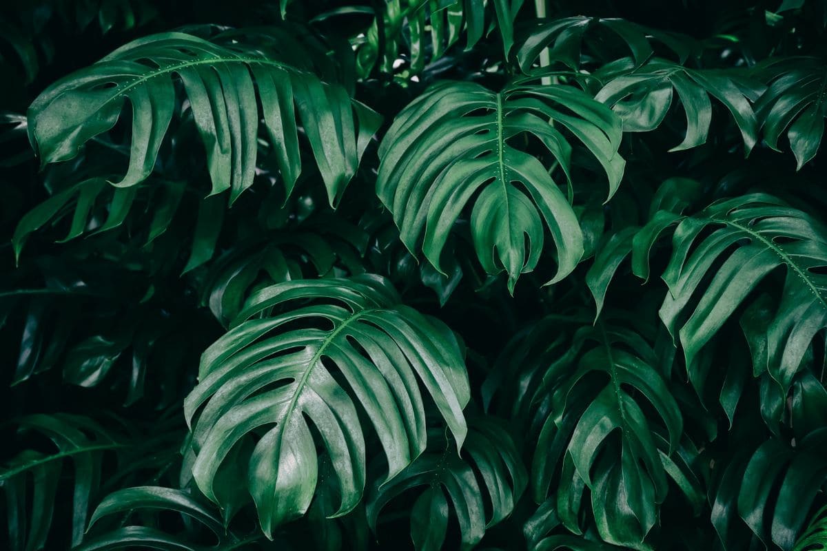 Here’s What Happens When Plants Are Kept in the Dark: 5 Common Issues