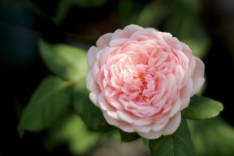 National Flower Of England: Red White Tudor Rose - Plantisima